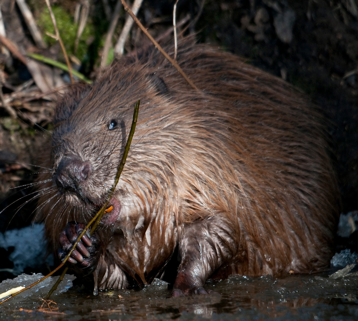Bevers, vorige eeuw nog uitgestorven in Nederland, zijn razendsnel in ...