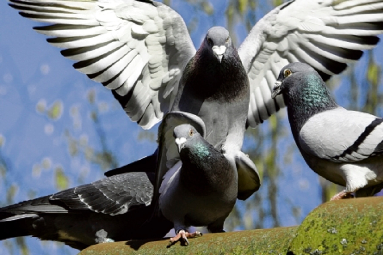 Spaanse stadsduif is een echte vliegende rat | Trouw