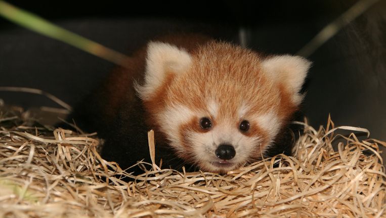 Voor het eerst rode panda geboren in Planckendael | Reizen | HLN