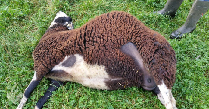 Dode wolf bij Kloosterhaar deed zich te goed aan schapen | Overijssel ...