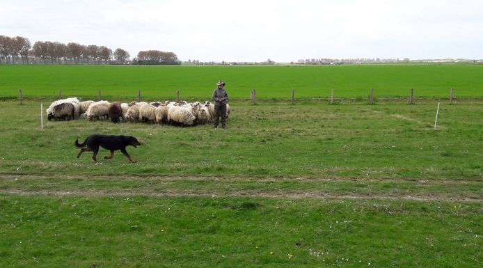 Kan mijn hond schapenhoeden? Test het in Eibergen | Achterhoek ...