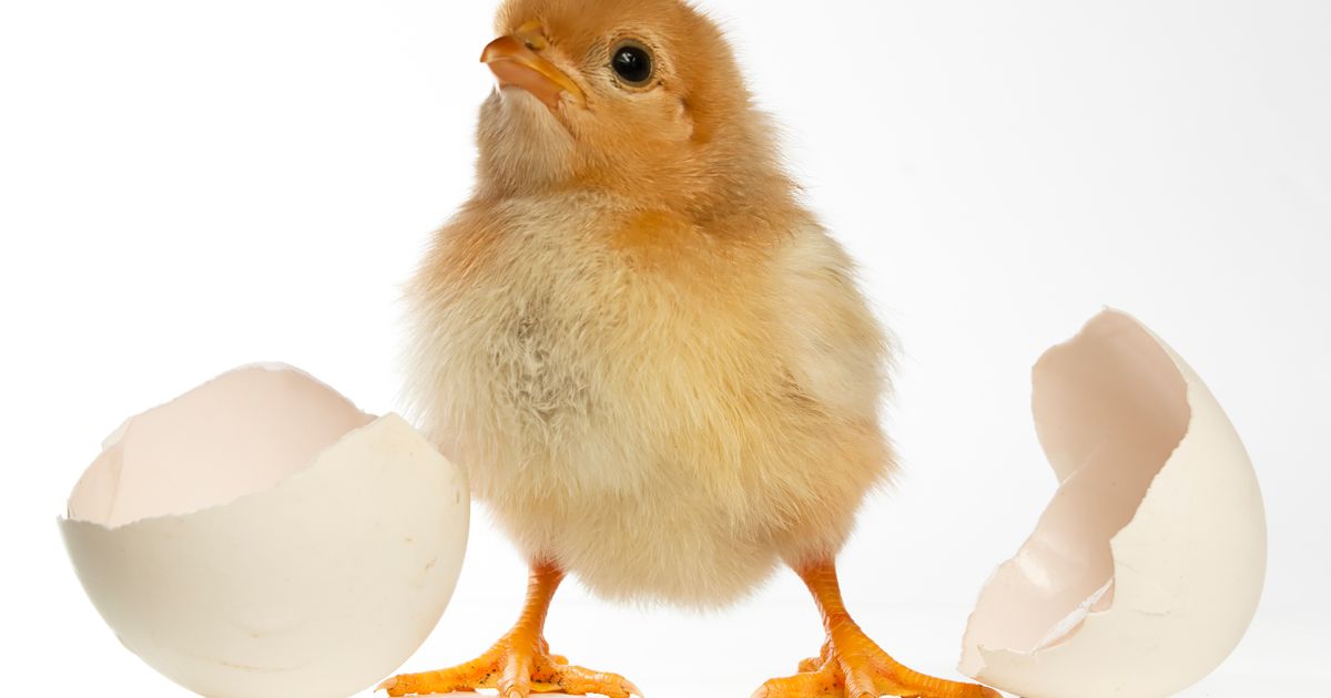 Het kuiken en zijn ei: wetenschappers ontdekken nu pas hoe diertje zo ...