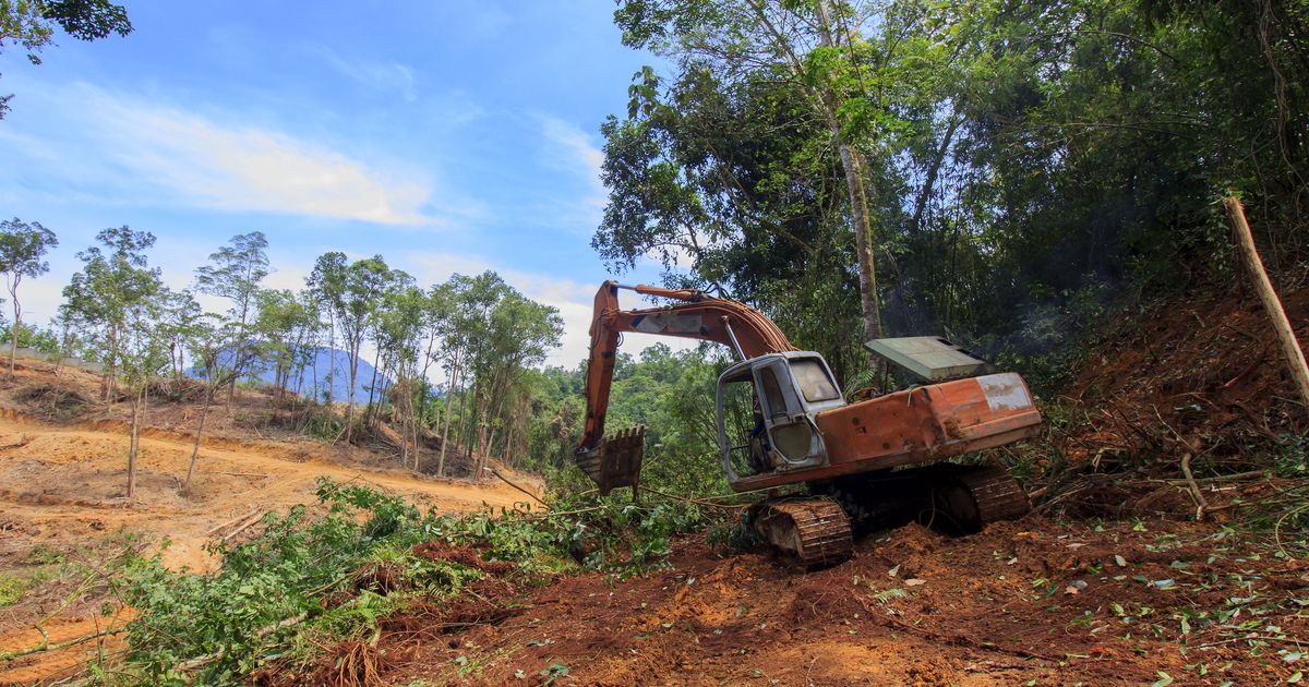 Effect van ontbossing op klimaatverandering groter dan gedacht | Milieu ...