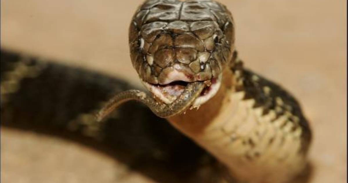 Le mystère de la "vision" nocturne des serpents dévoilé | Ecologie ...