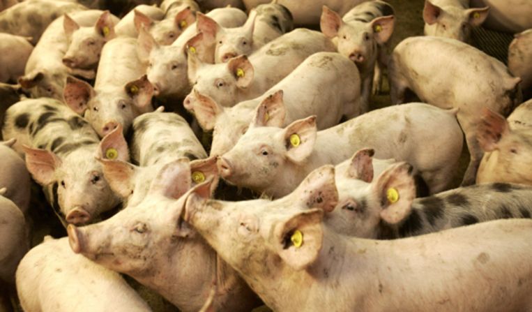 'Bio-industrie wordt vee-industrie’ | Trouw