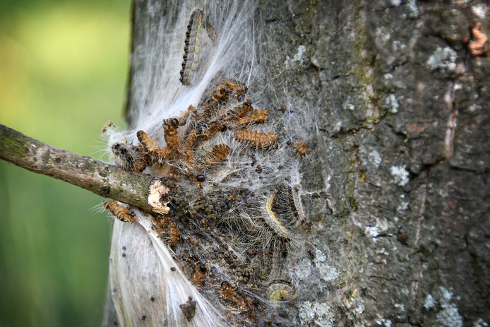 Eikenprocessierups opgepast! Koolmees wordt ‘rupsbuster’ | Rotterdam ...