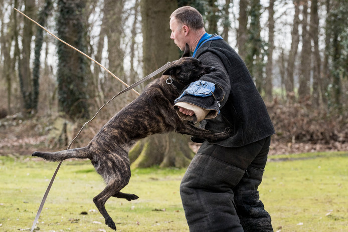 Training van pup naar krachtige politiehond in Denekamp | Dinkelland ...