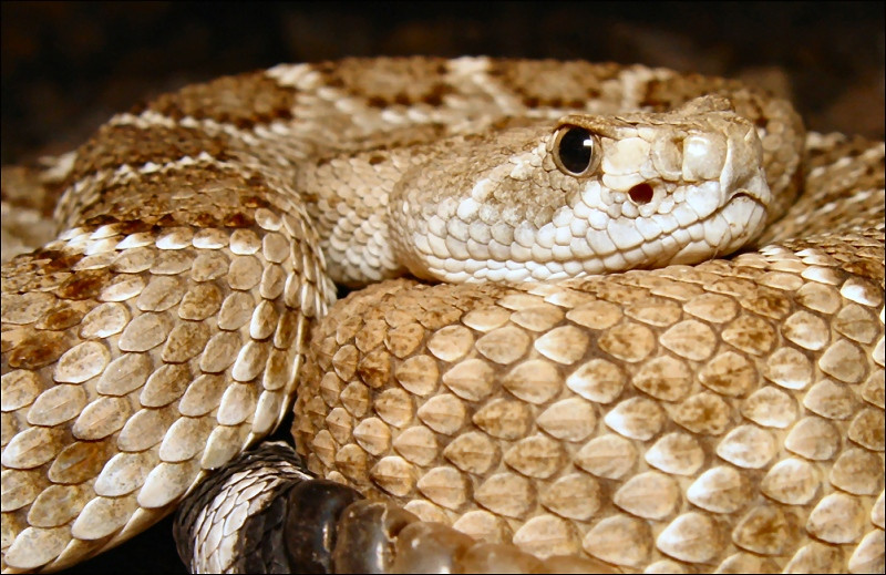 Gifitige ratelslang aangetroffen tussen huisvuil in Tilburg | Foto ...