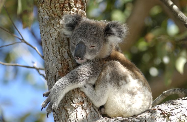 Waarom koala's bomen knuffelen | Wetenschap & Planeet | HLN