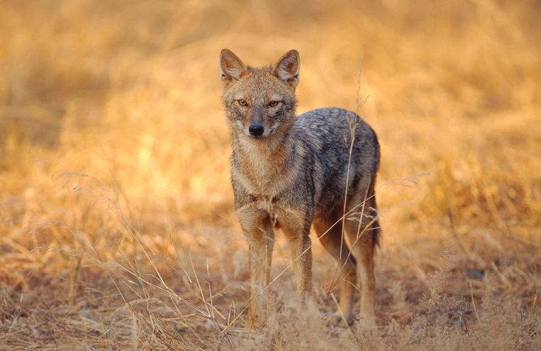 Na de wolf duikt nu de jakhals op in onze achtertuin | De Morgen