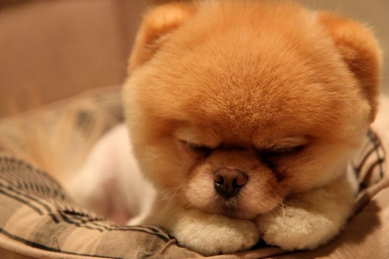 Maak kennis met Boo, de schattigste hond ter wereld | De Volkskrant