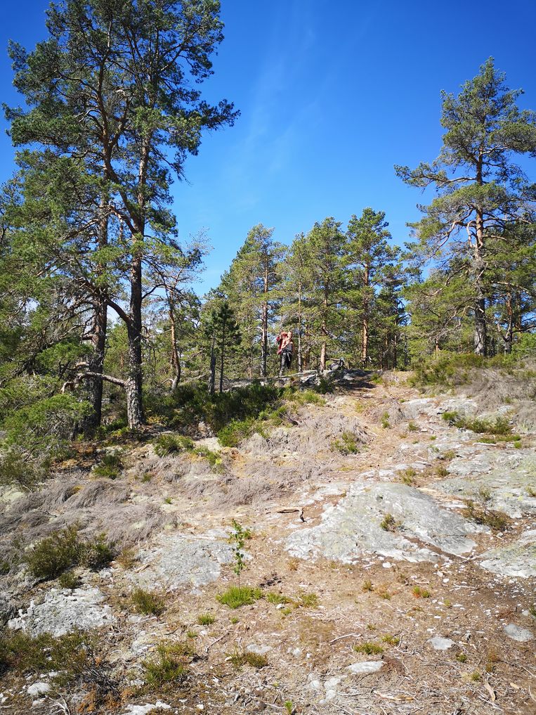 Bosbessenoverschot in Zweden: goed voor zo’n 600.000 ton fruit | Trouw