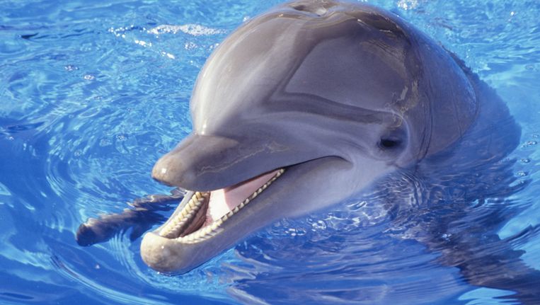 Dolfijn herkent 'vriendjes' nog steeds na 20 jaar | Dieren | Wetenschap ...