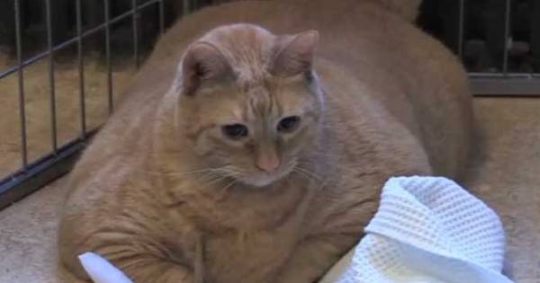 Dikste kat ter wereld op dieet voor vinden nieuw baasje | Nieuws | AD.nl