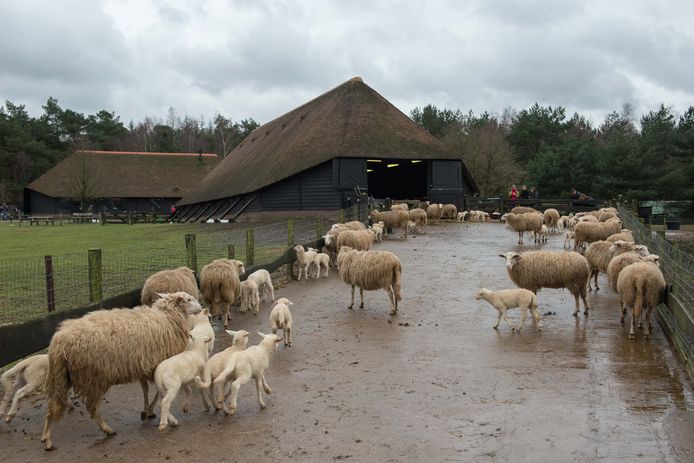 Schaapskooi Ermelo krijgt kapschuur | Ermelo | destentor.nl