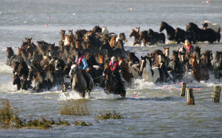 Reddingsactie Friese paarden succesvol | De Volkskrant