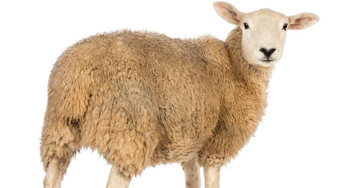 Schaap zet het op een loopje en Facebook lacht zich een kriek | Islam ...