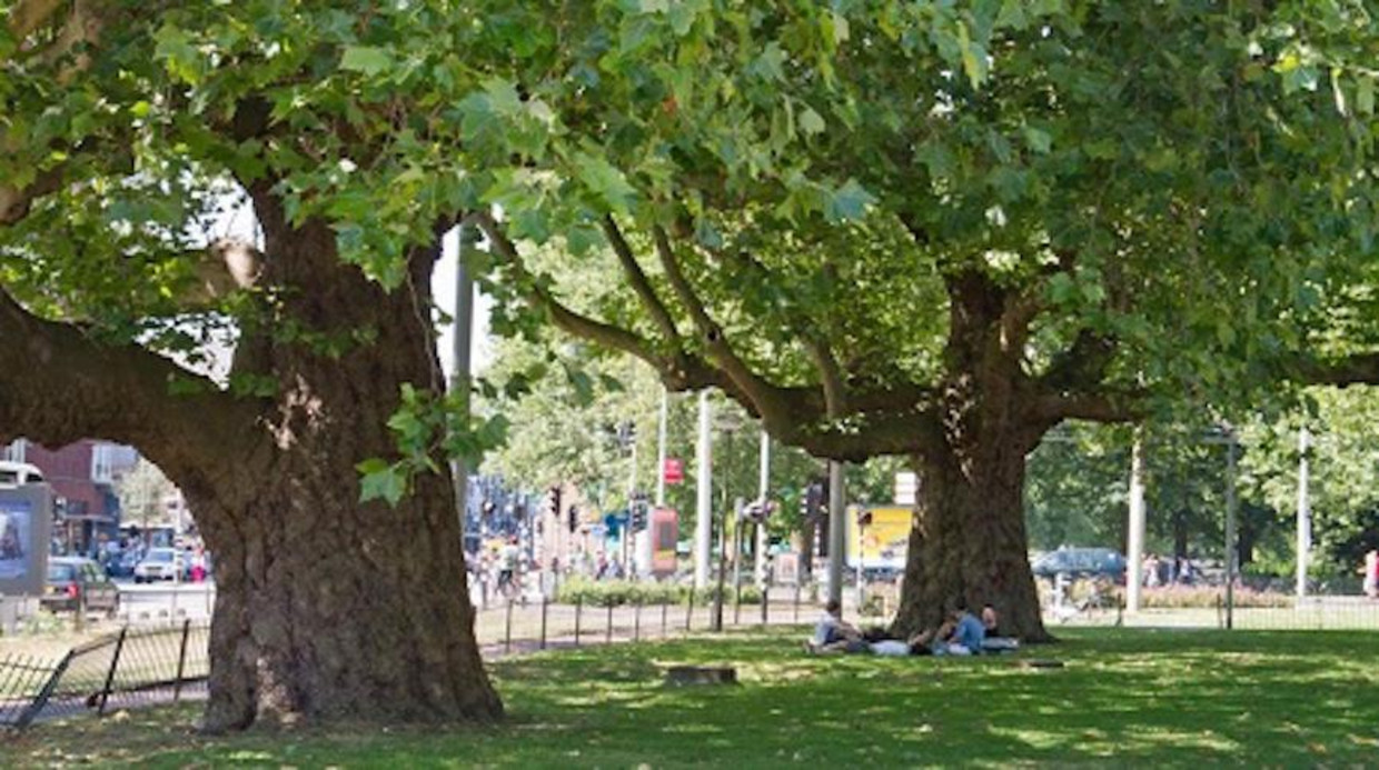 Dit zijn de meest markante bomen van Amsterdam | Het Parool