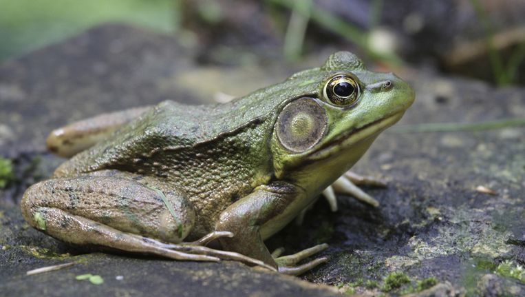 Amerikaanse brulkikker wordt uitgeroeid in Limburg | Het Parool