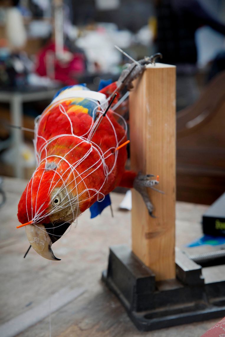 Het dode dier op z'n allermooist | Trouw