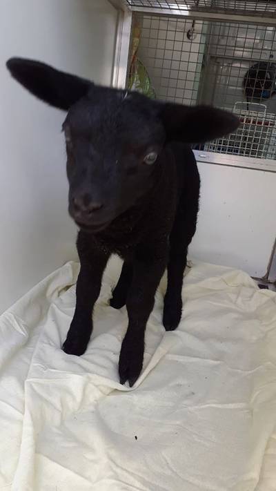 4 weken jong lammetje gevonden: ‘Was dit het zwarte schaap van de ...