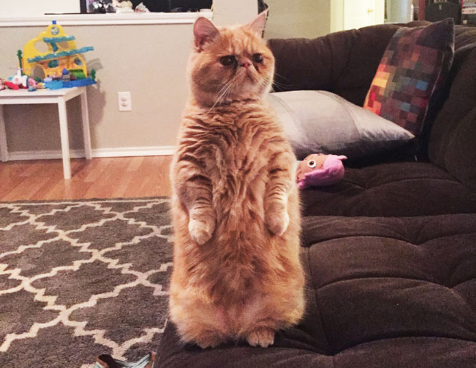 Excentrieke kat staat hele dag op twee poten | Nieuws | AD.nl