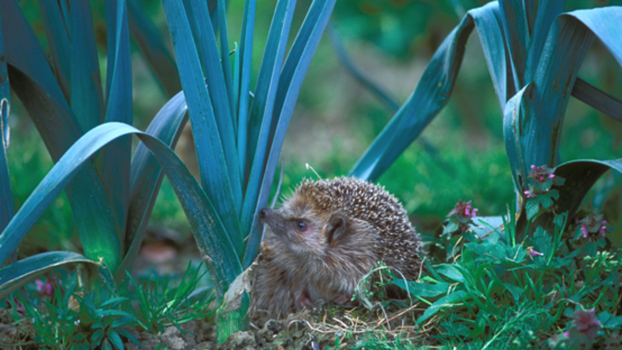 Wie in het jaar van de egel het dier wil zien, moet snel zijn | Trouw
