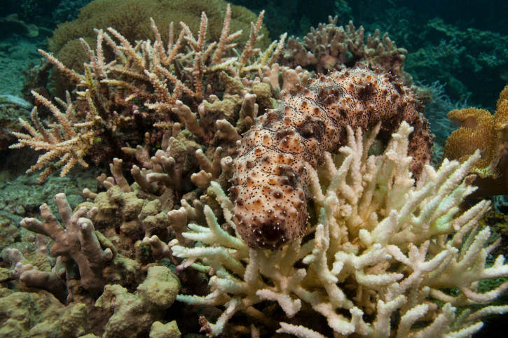 Les vols de concombres de mer se multiplient dans les Galapagos | Foto ...