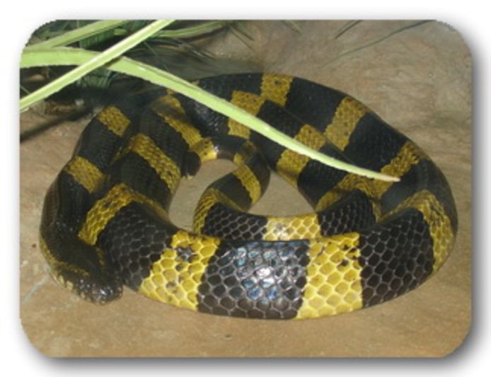 Brandweer wordt opgeroepen voor geel-zwarte slang en vindt... een geel ...