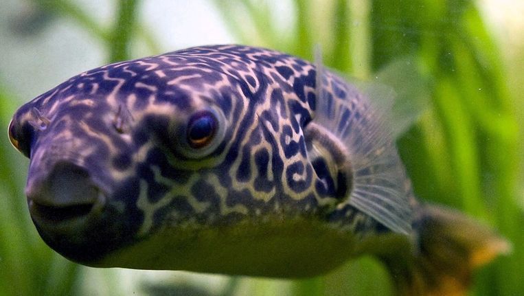 Kogelvis maakt 'graancirkel' op de zeebodem bij Japan | De Volkskrant