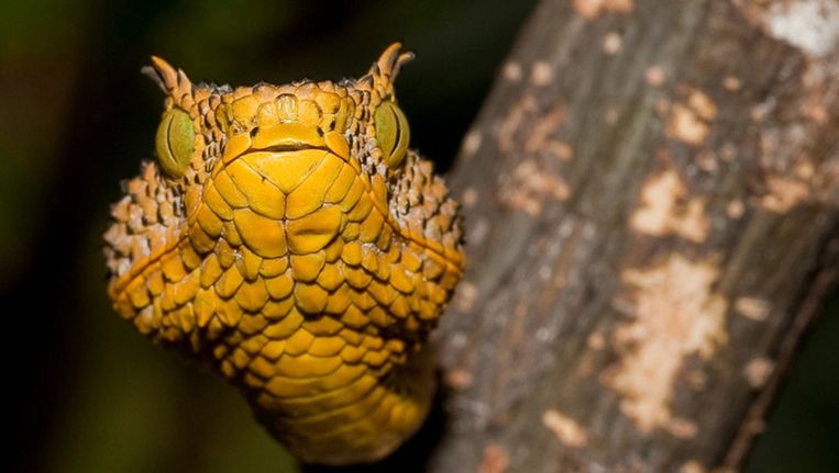 Nieuwe slang, Matilda's Adder, is wel giftig, maar niet gevaarlijk ...