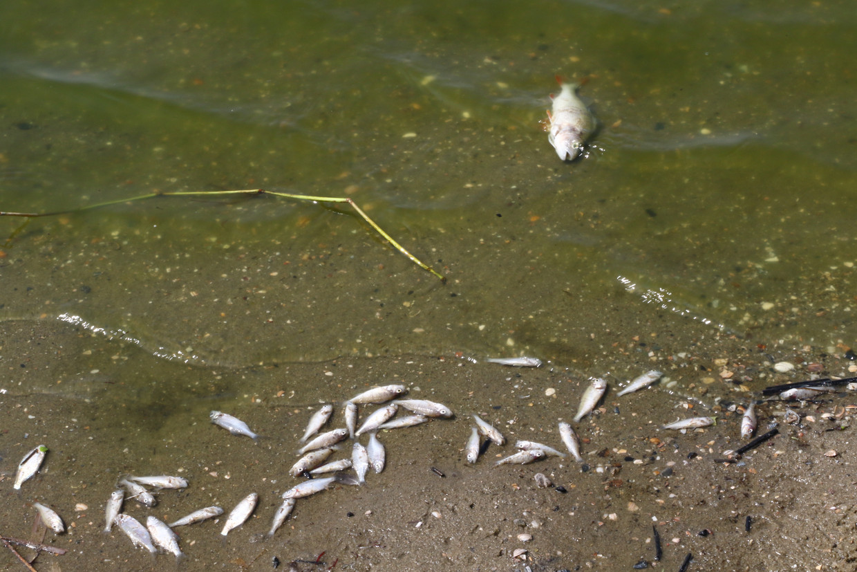 Dode vissen door parasiet in Amsterdamse Bos | Het Parool