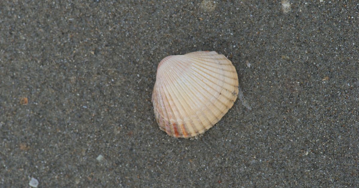 Kokkel is populairste schelp | De Krant | HLN