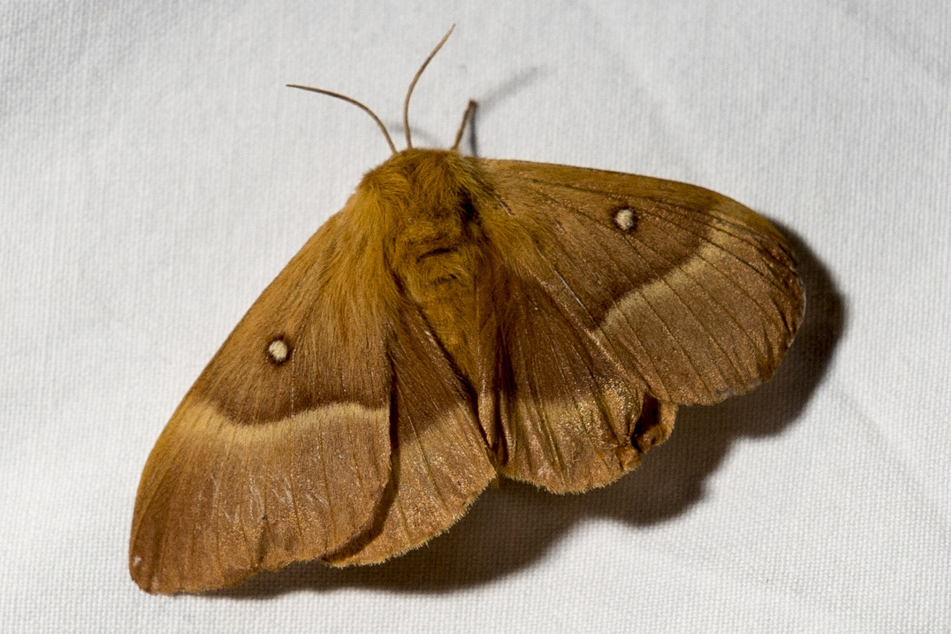 Nachtvlinders vangen is groot succes | Foto | hln.be