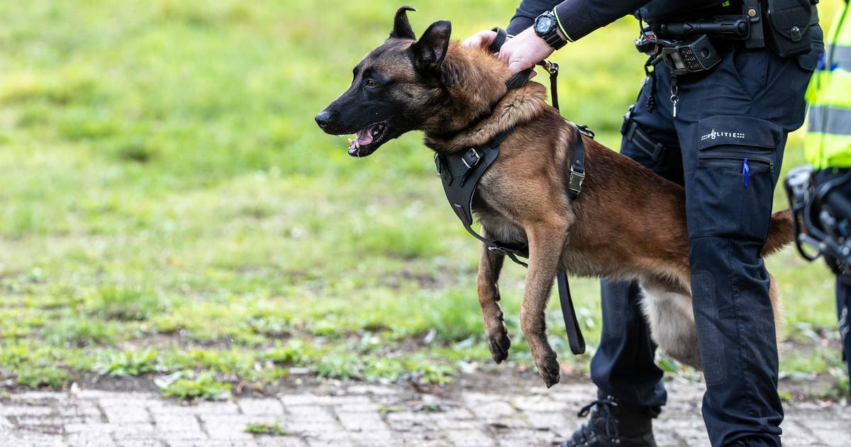 Politiehonden in actie bij Slooijer in Haarle | Hellendoorn | tubantia.nl