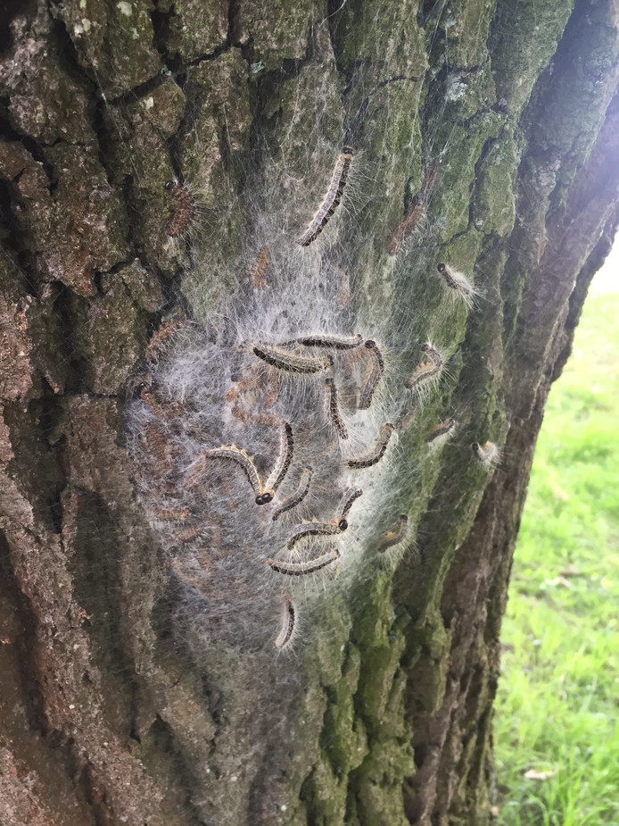 Meldpunt processierups: jeuk, infecties en overlast ...