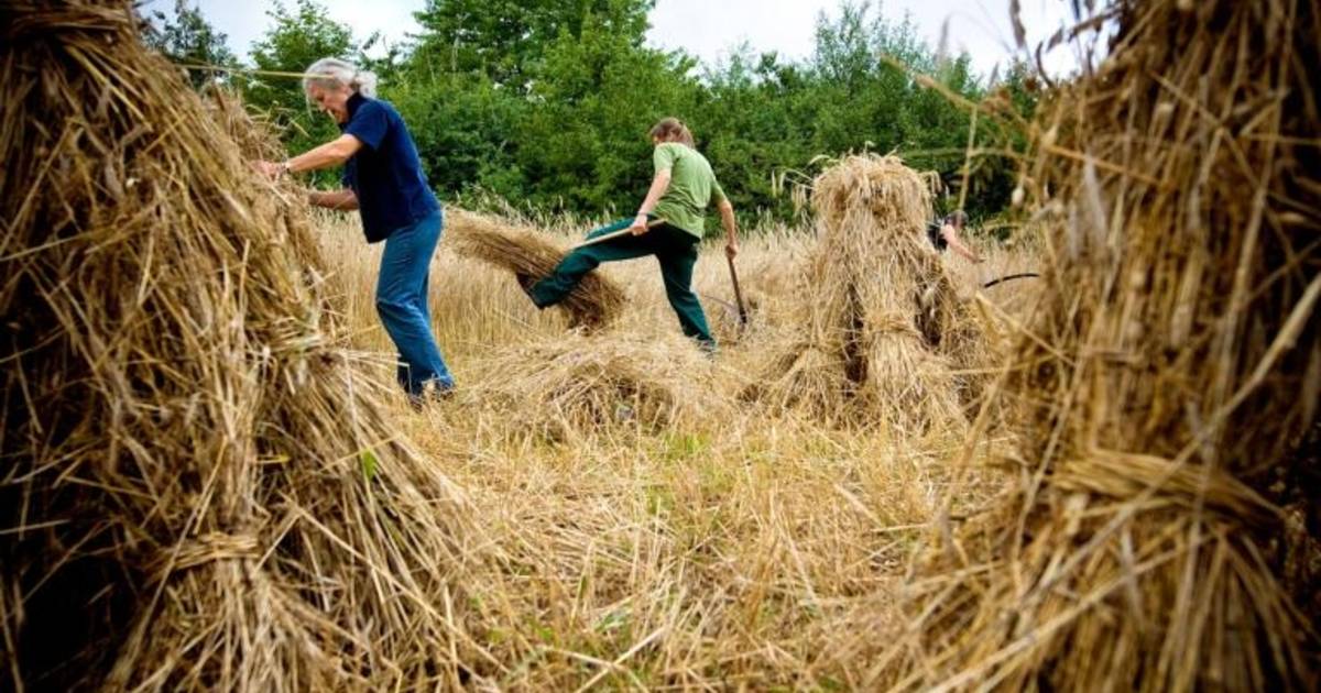 Koren pikken, is graan oogsten zoals vroeger | Roosendaal | bndestem.nl